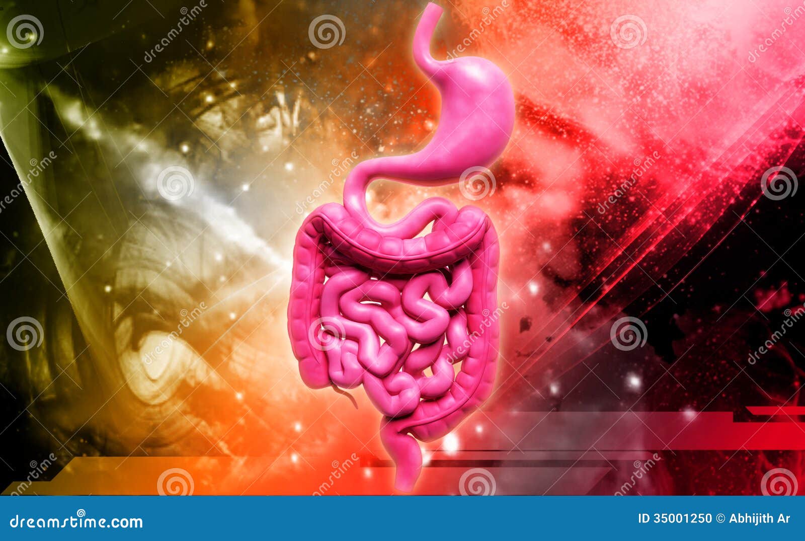 Human digestive system stock photo. Image of didactic - 35001250
