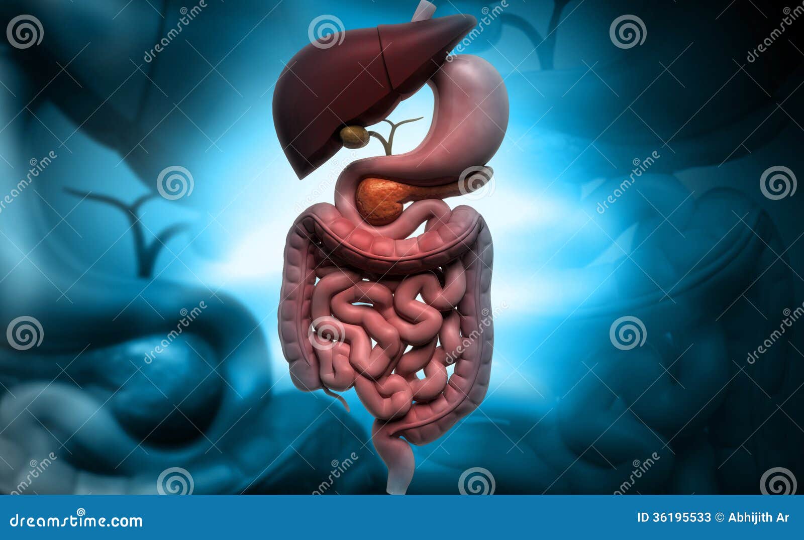 Human digestive system stock illustration. Illustration of human - 36195533