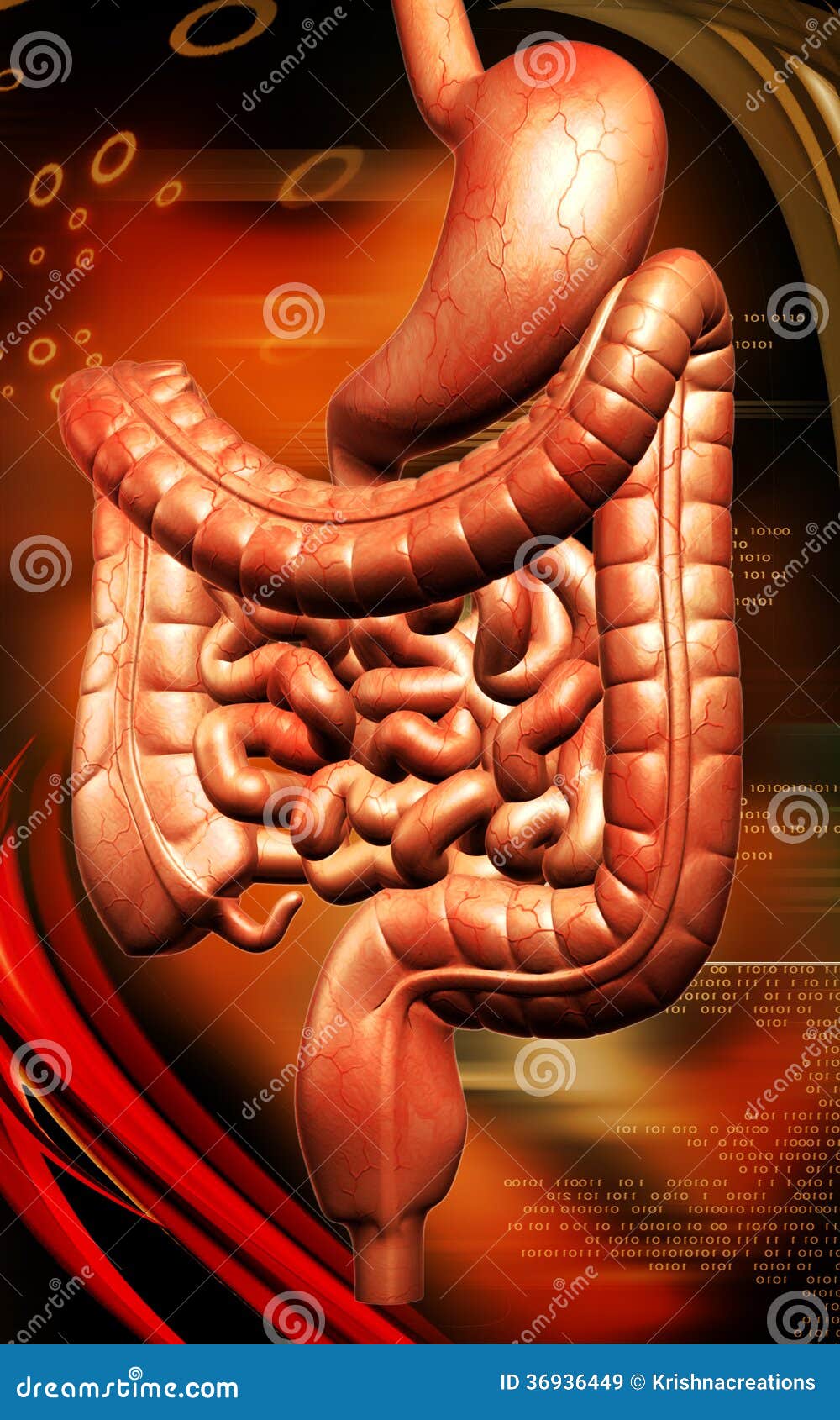 Human digestive system stock illustration. Illustration of digestive ...