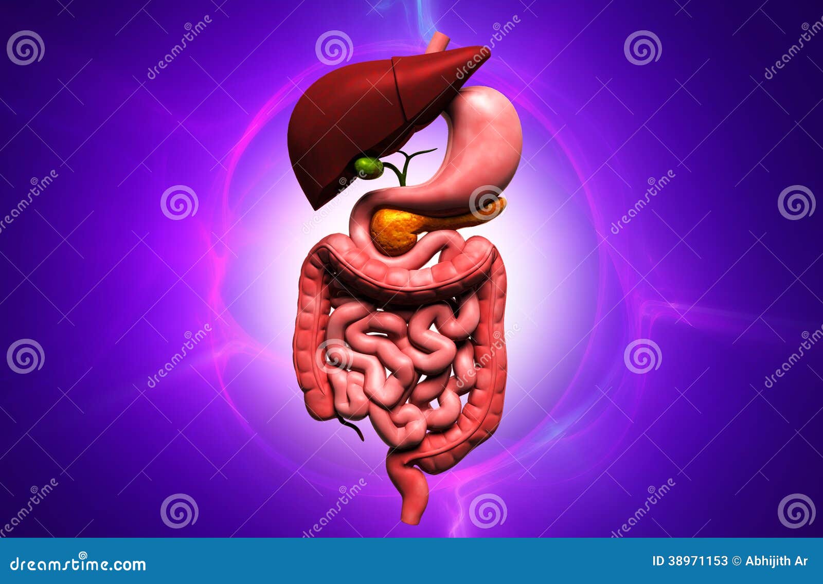 Human digestive system stock illustration. Illustration of medical ...