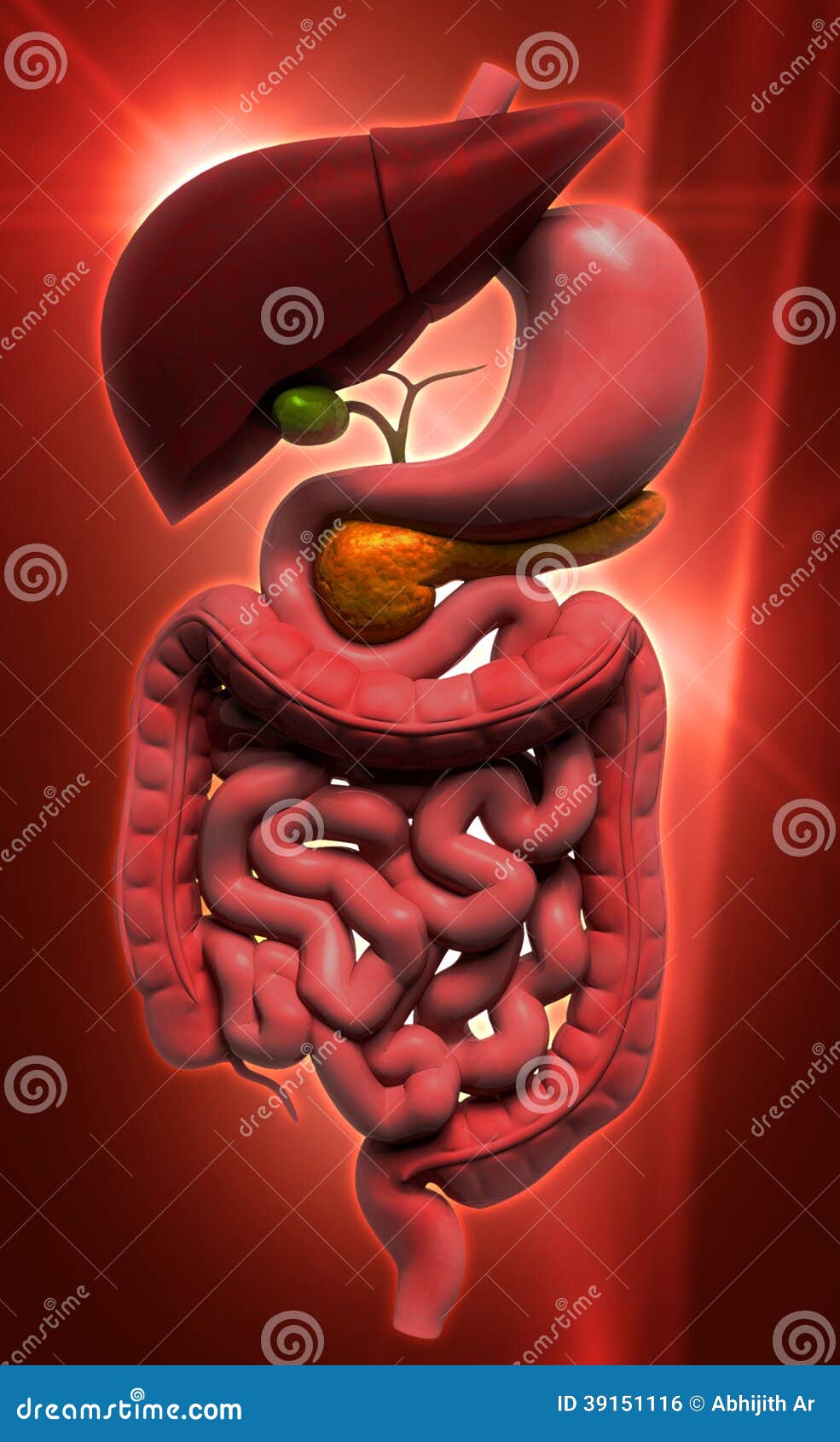 Human digestive system stock illustration. Illustration of anatomical ...