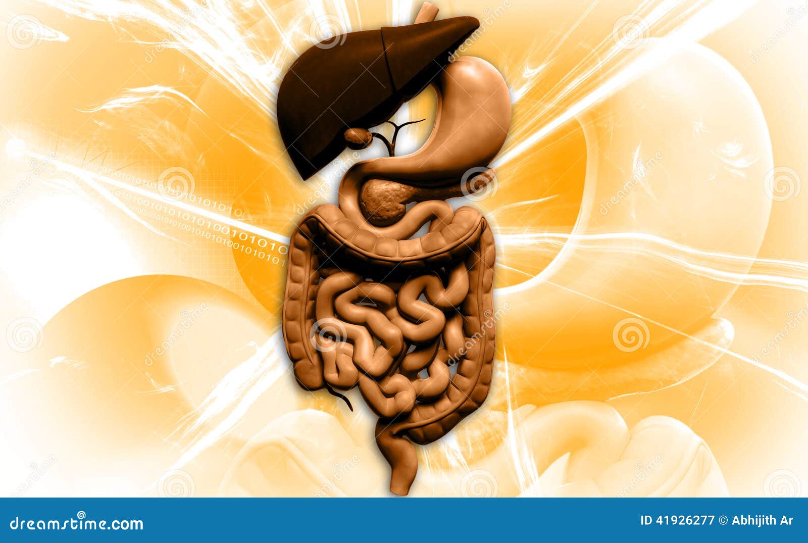 Human digestive system stock illustration. Illustration of chart - 41926277