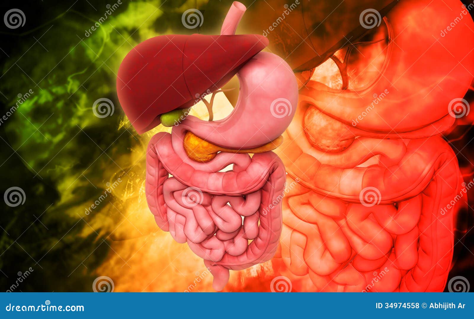 Human digestive system stock illustration. Illustration of health ...