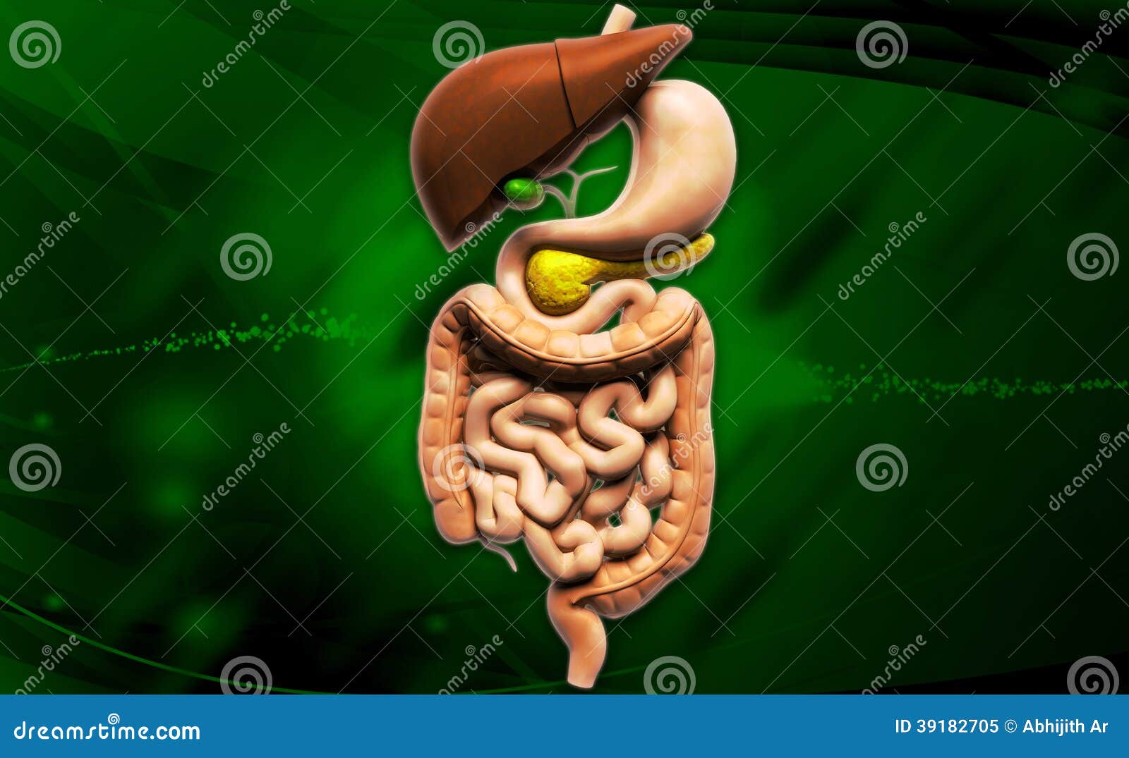 Human digestive system stock image. Image of eating, process - 39182705