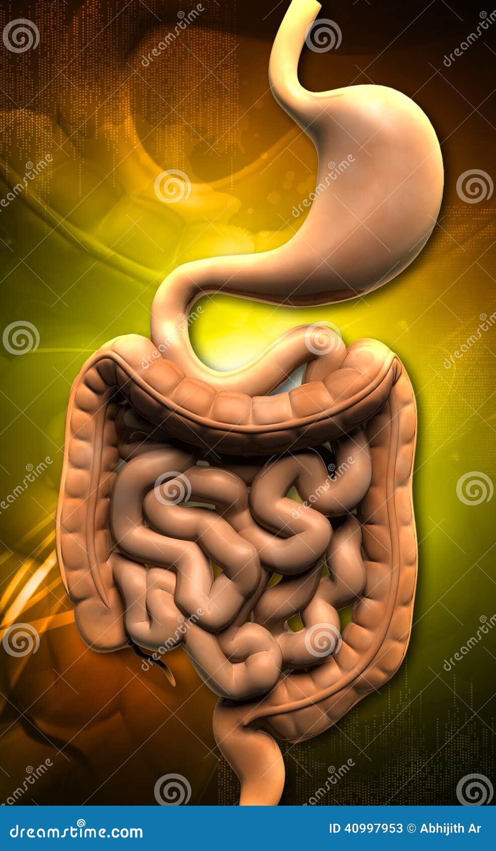 Human digestive system stock illustration. Illustration of liver - 40997953