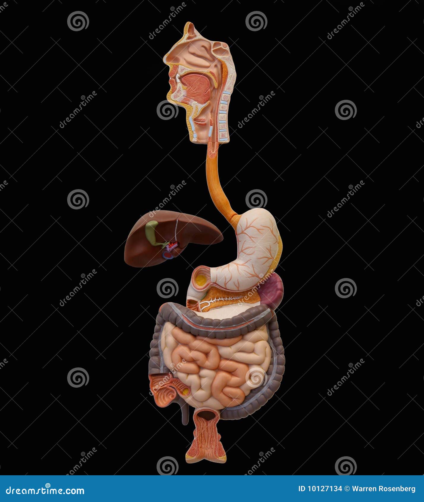 Human Digestive System (Extraction) Stock Photo - Image of anatomy ...