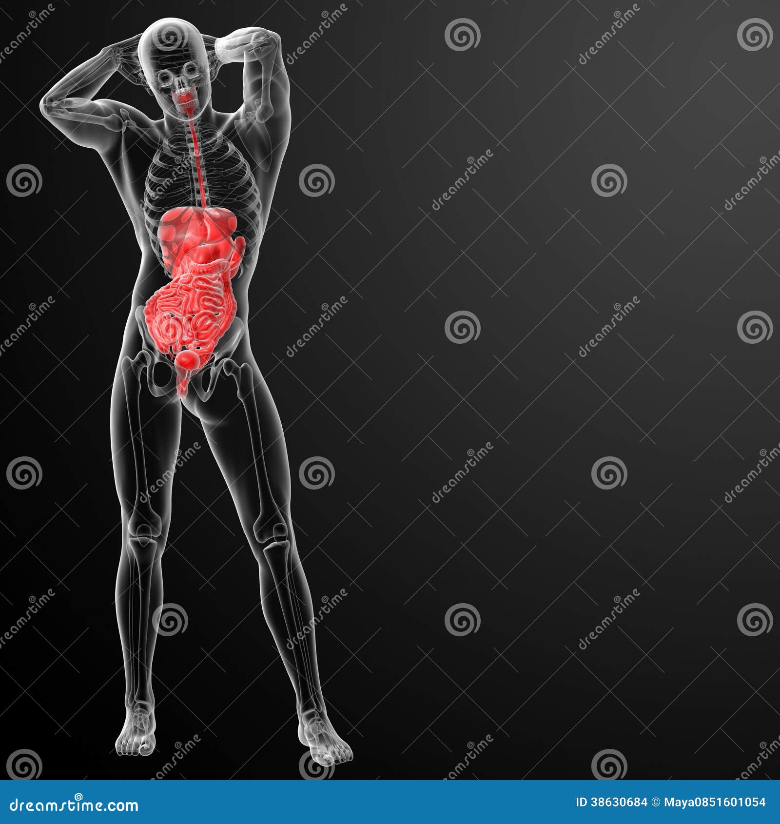 Human digestive system stock illustration. Illustration of colon - 38630684