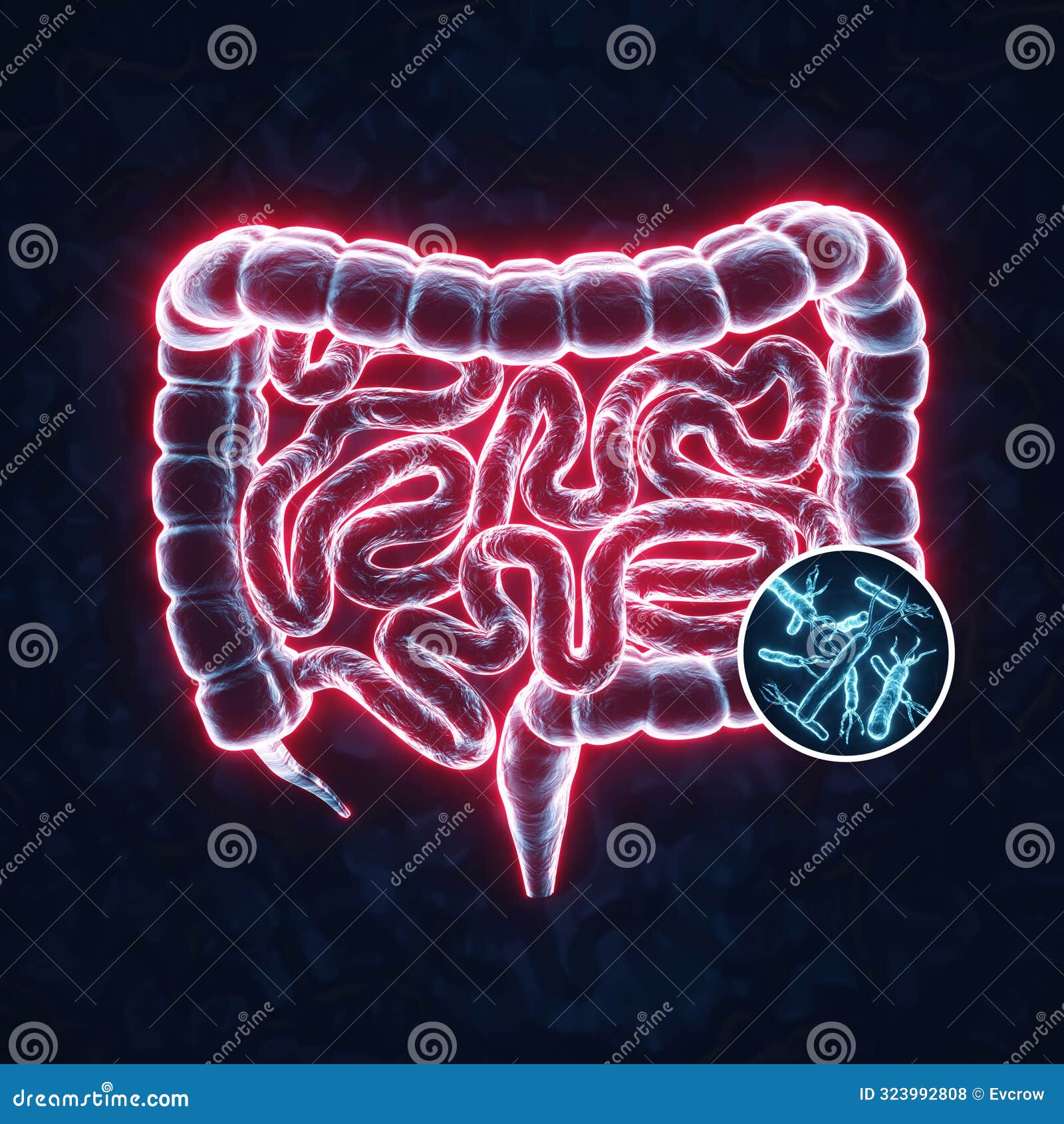 Human Digestive System and Gastrointestinal Tract and E. Coli Bacteria ...