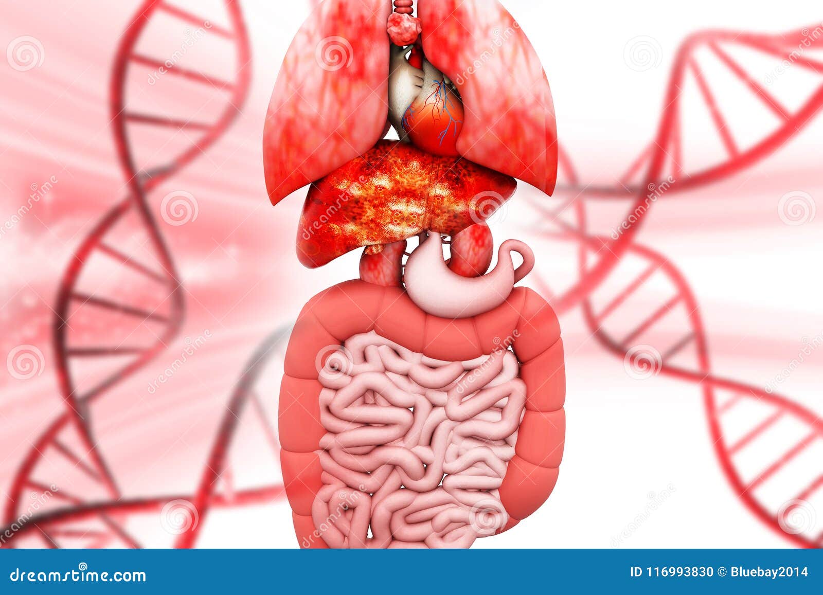 Human digestive system stock illustration. Illustration of education ...