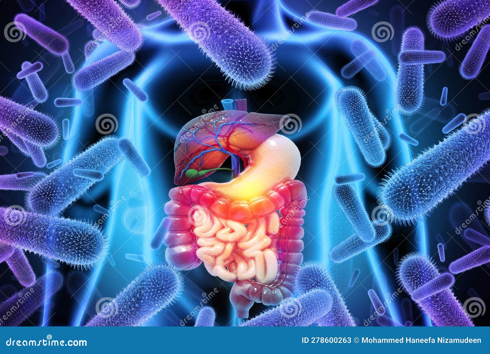 Human Digestive System Infected by Virus and Bacteria Stock ...