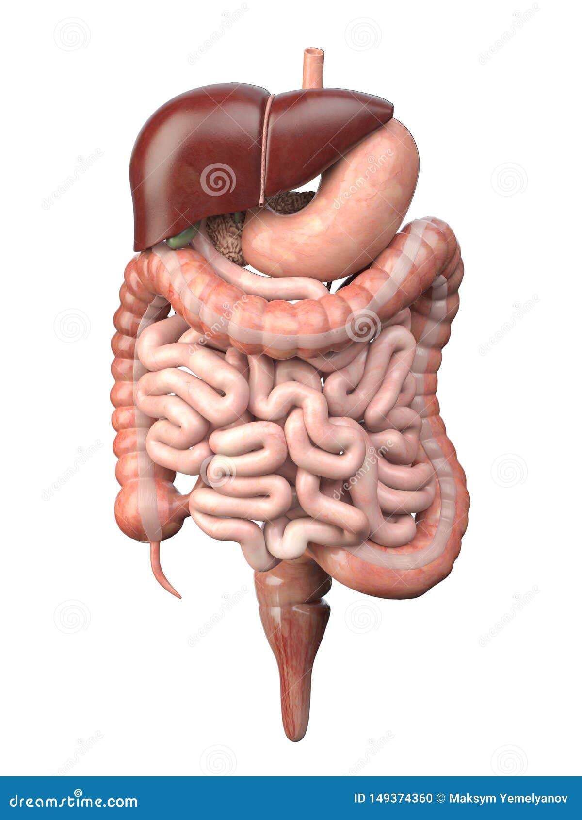 Human Digestive System Isolated on White Background. Anatomy, Internal ...