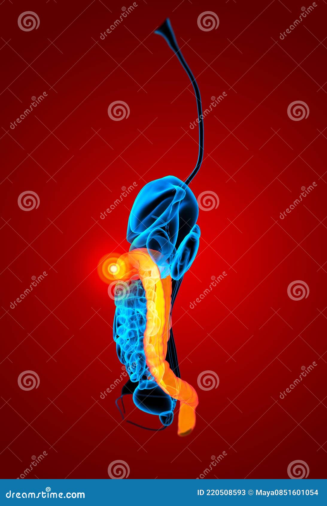 Human Digestive System Large Intestine Red Colored Stock Illustration ...