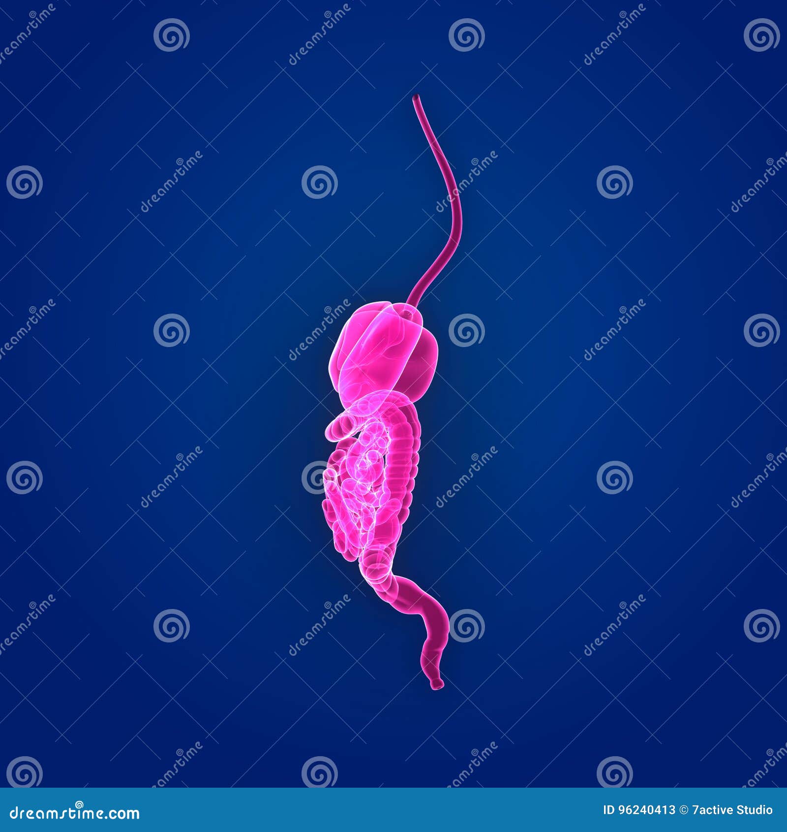 Human Digestive System Lateral View Stock Illustration - Illustration ...