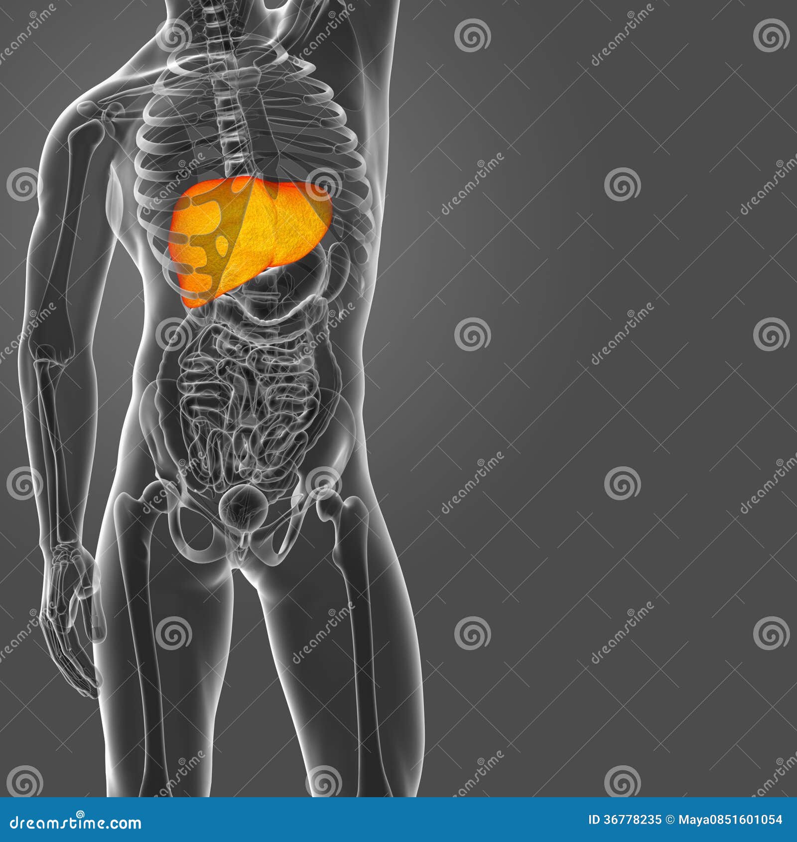 Human Digestive System Liver Stock Illustration - Illustration of ...