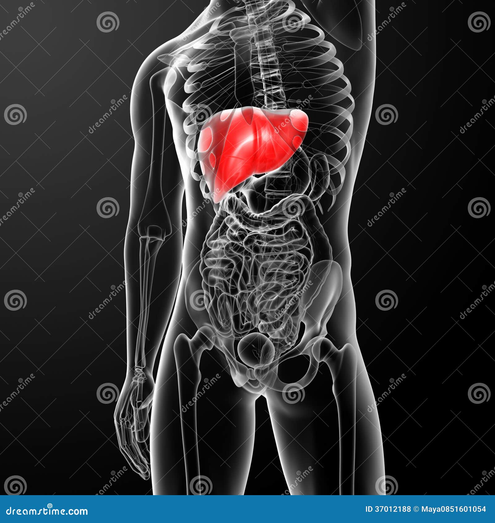 Human Digestive System Liver Red Colored Stock Illustration ...