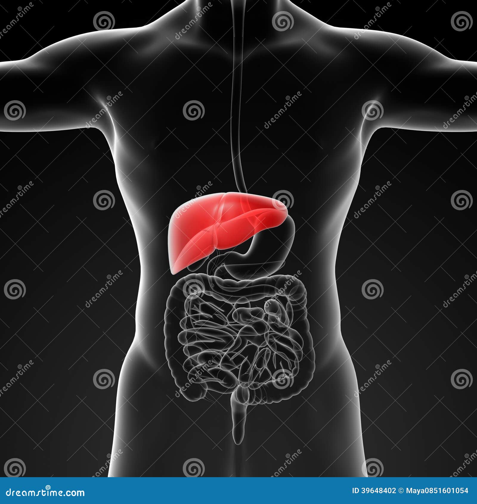 Human Digestive System Liver Red Colored Stock Illustration ...