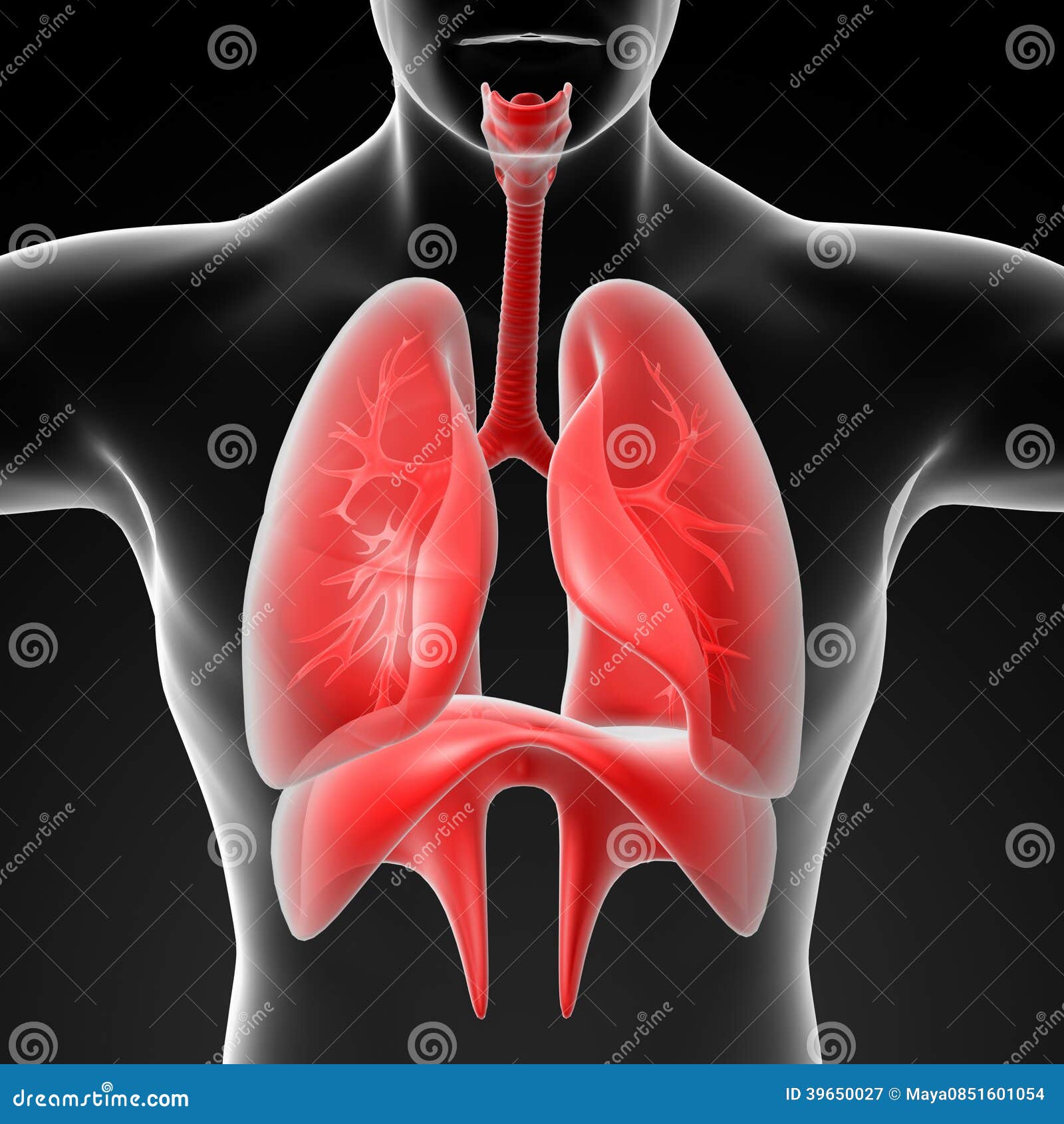 Human Digestive System Liver Red Colored Stock Illustration ...