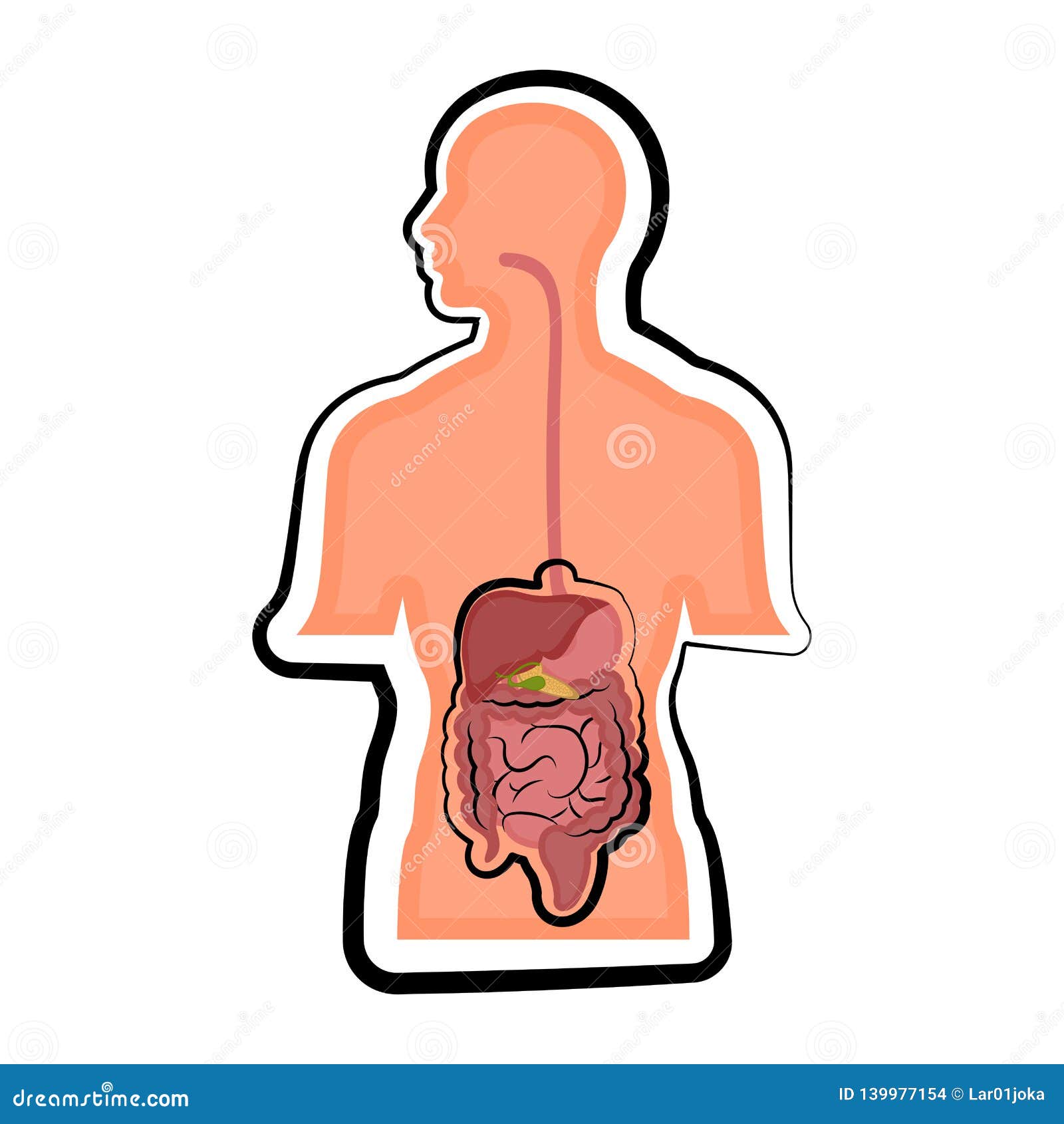 Human Digestive System in a Man Body Stock Vector - Illustration of ...