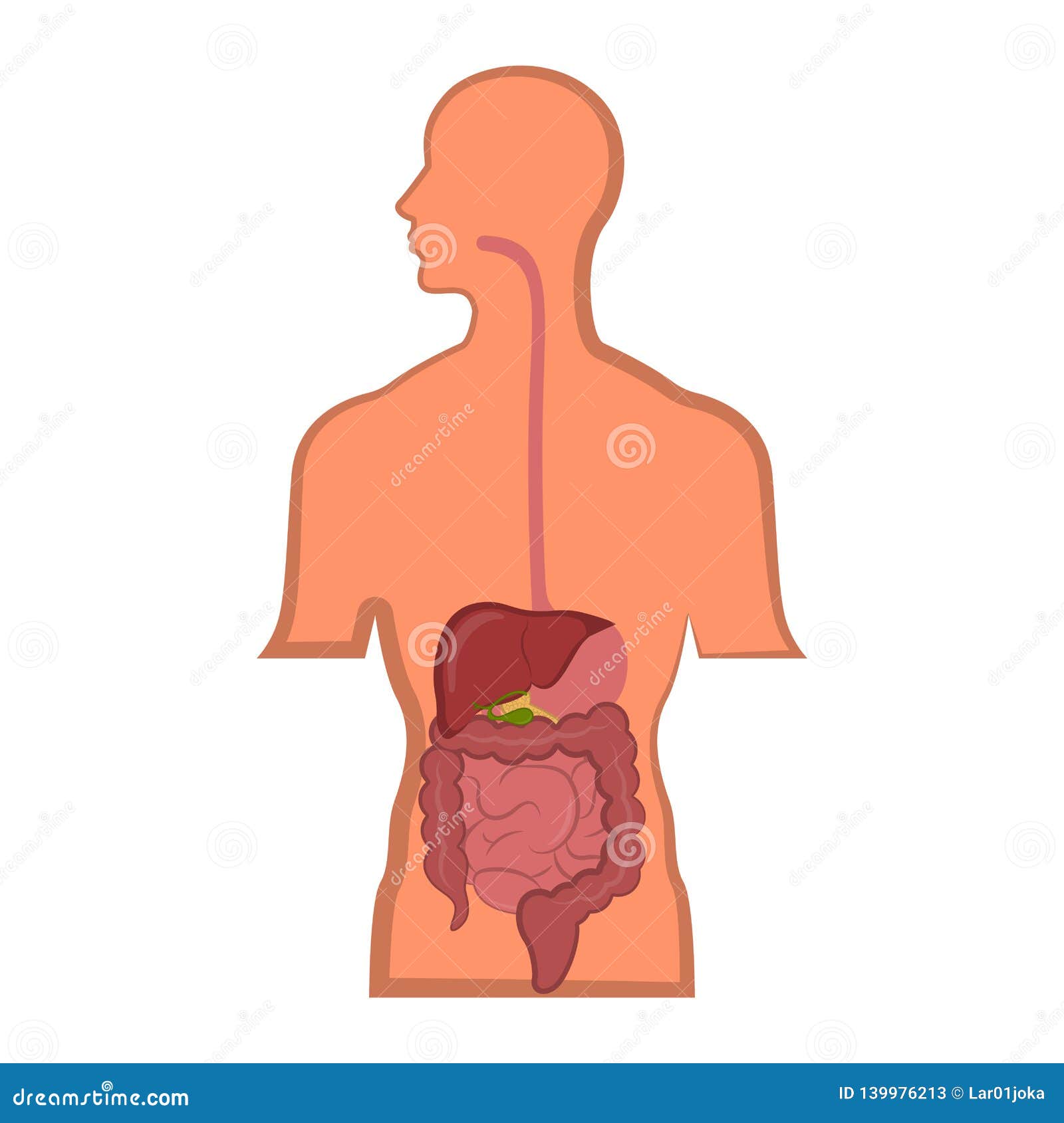 Human Digestive System in a Man Body Stock Vector - Illustration of ...