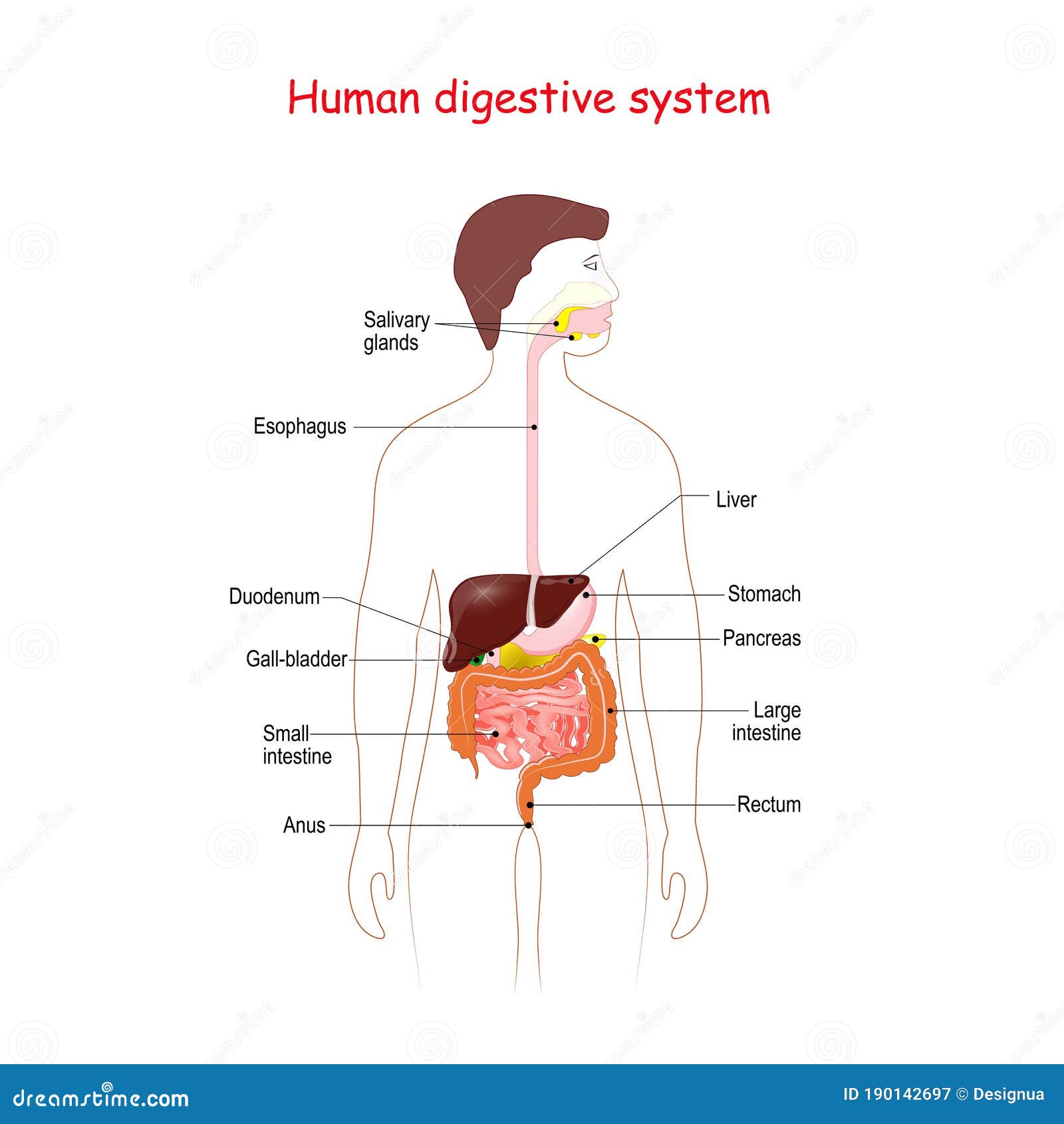 Human digestive system stock vector. Illustration of mouth - 190142697