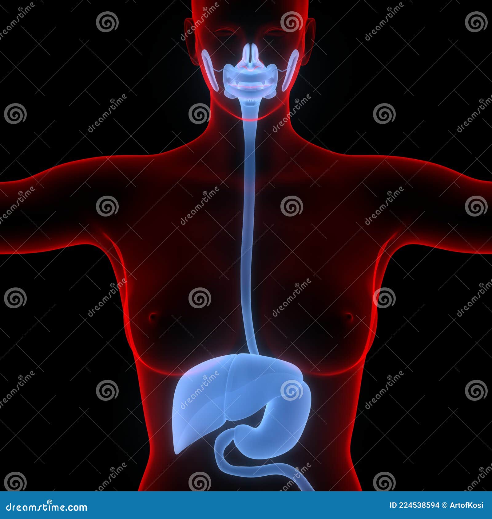 Human Digestive System Mouth Anatomy. 3D Stock Illustration ...
