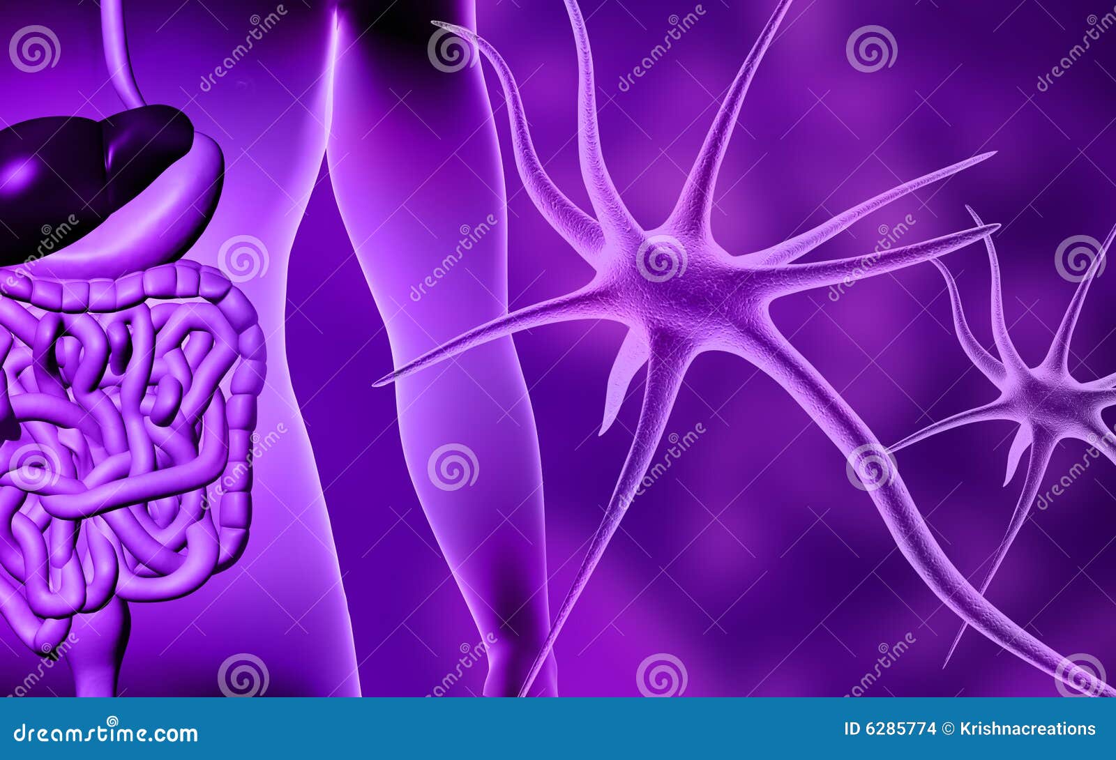 Human Digestive System and Neuron Stock Illustration - Illustration of ...