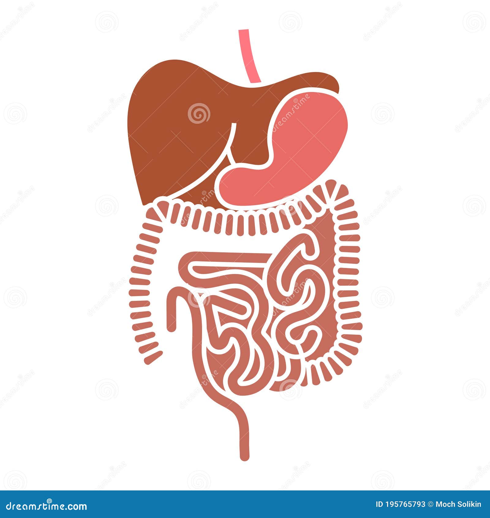 Human Digestive System Organs Flat Vector Color Icon for Apps and ... Human Digestive System Organs Flat Vector Color Icon for Apps and ...