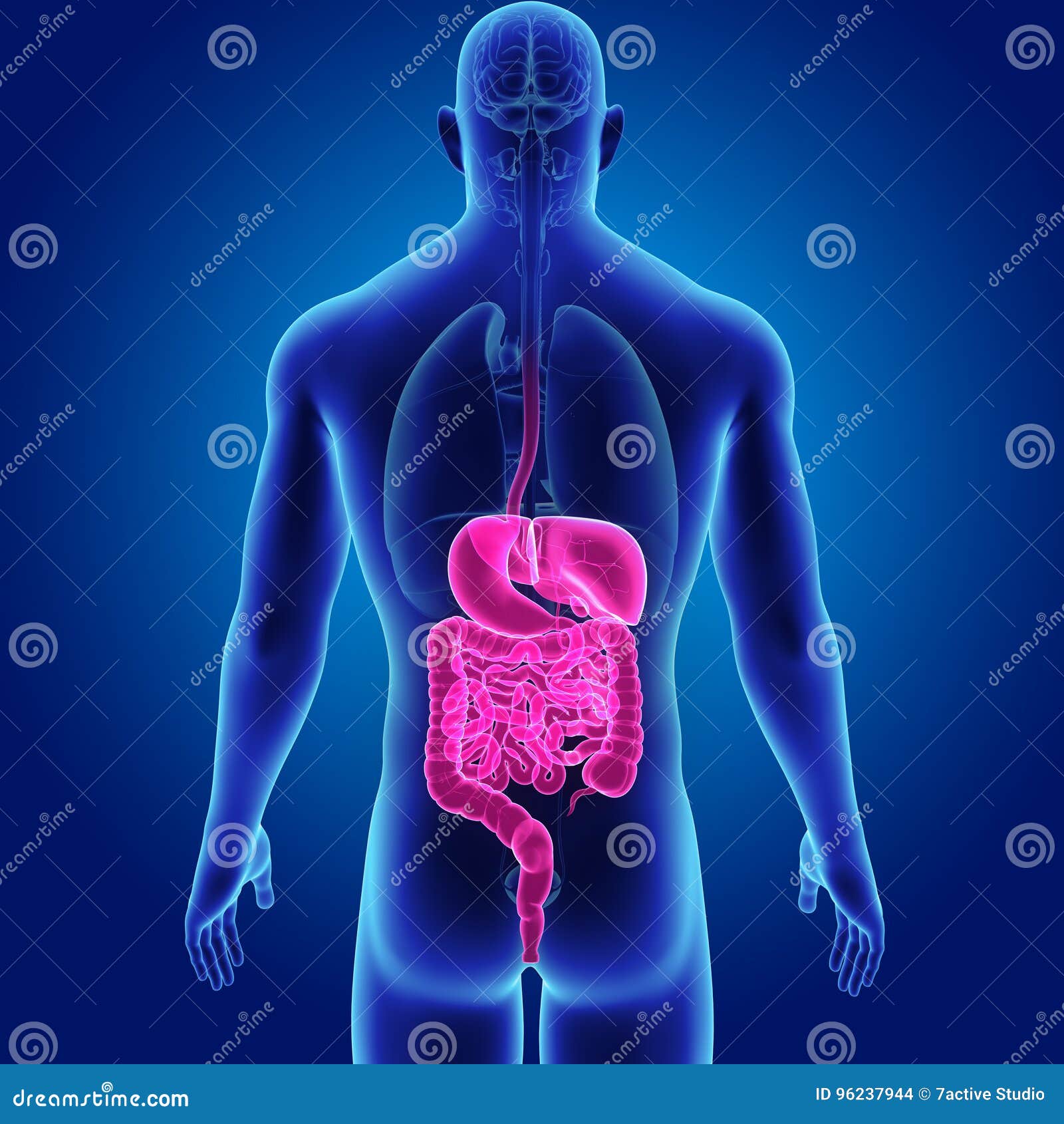Human Digestive System with Organs Posterior View Stock Illustration ...