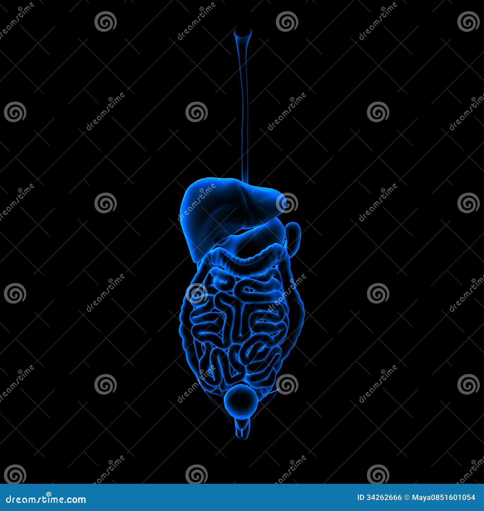 Human digestive system stock illustration. Illustration of healthy ...