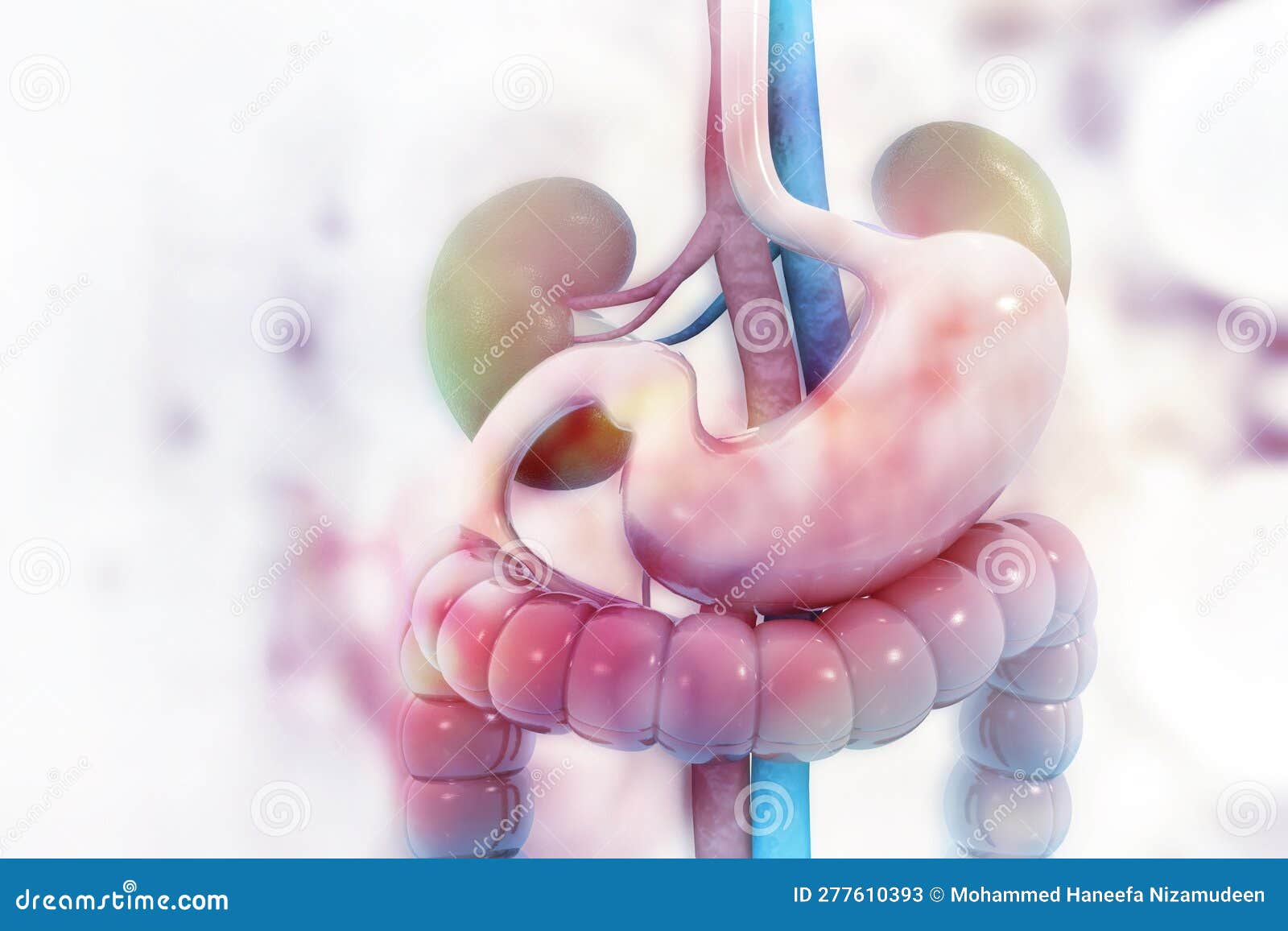 Human Digestive System on Scientific Background Stock Illustration ...
