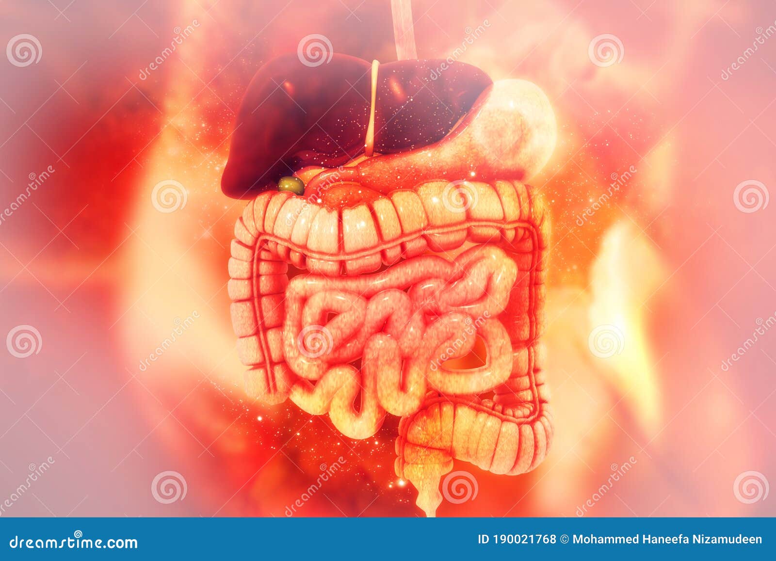 Human Digestive System on Scientific Background Stock Illustration ...