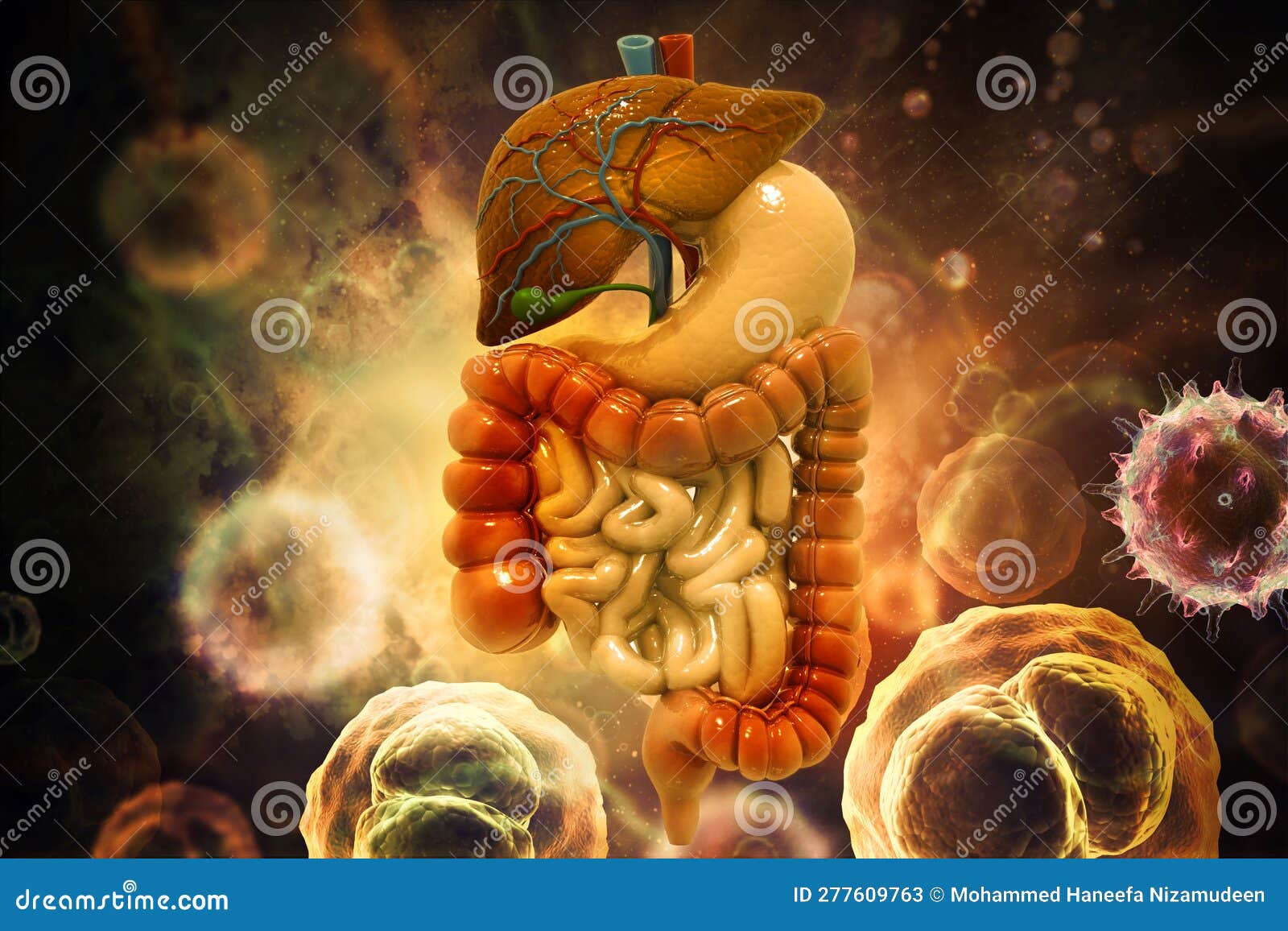 Human Digestive System on Scientific Background Stock Illustration ...