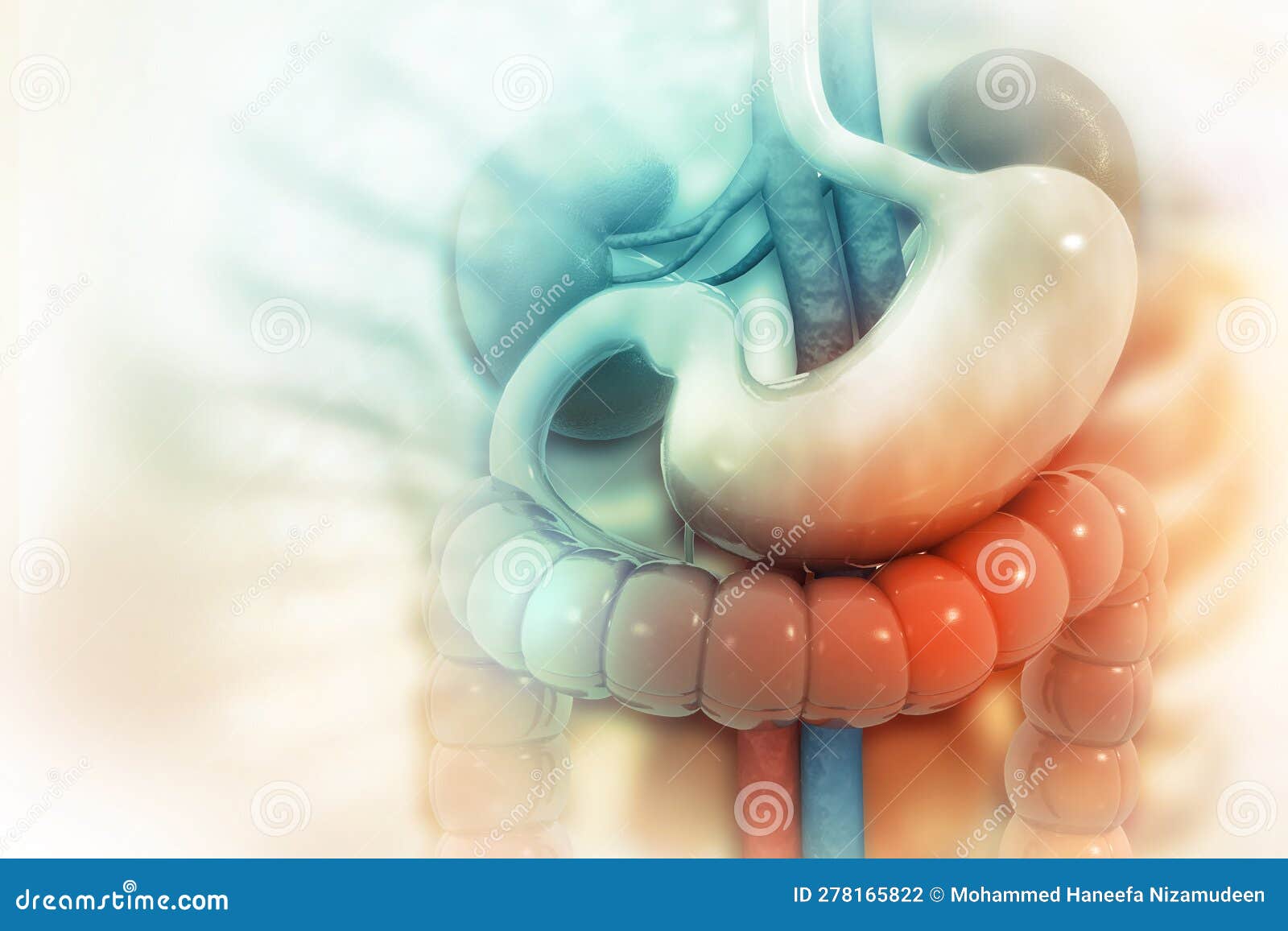 Human Digestive System on Scientific Background Stock Illustration ...