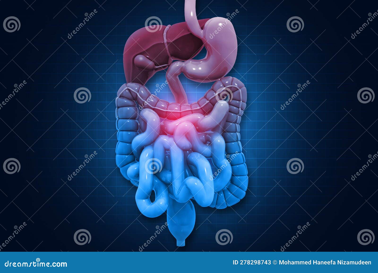 Human Digestive System on Scientific Background Stock Illustration ...