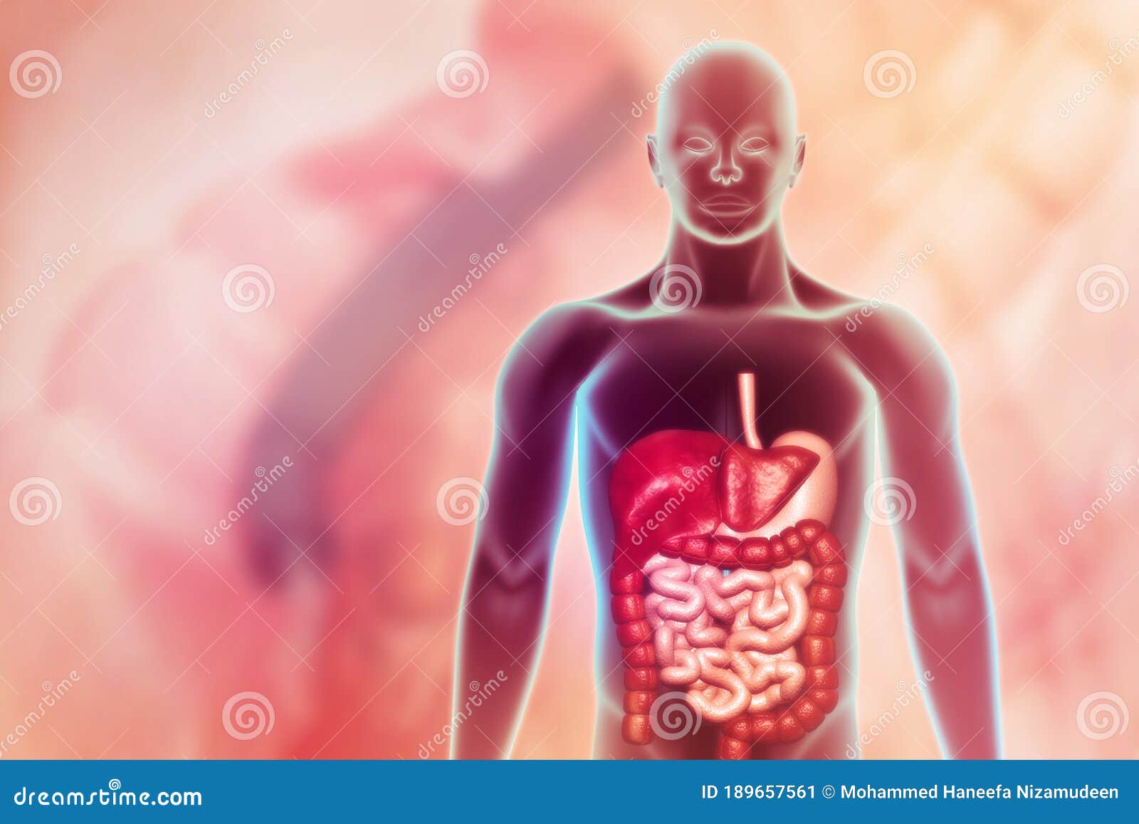 Human Digestive System on Scientific Background Stock Illustration ...