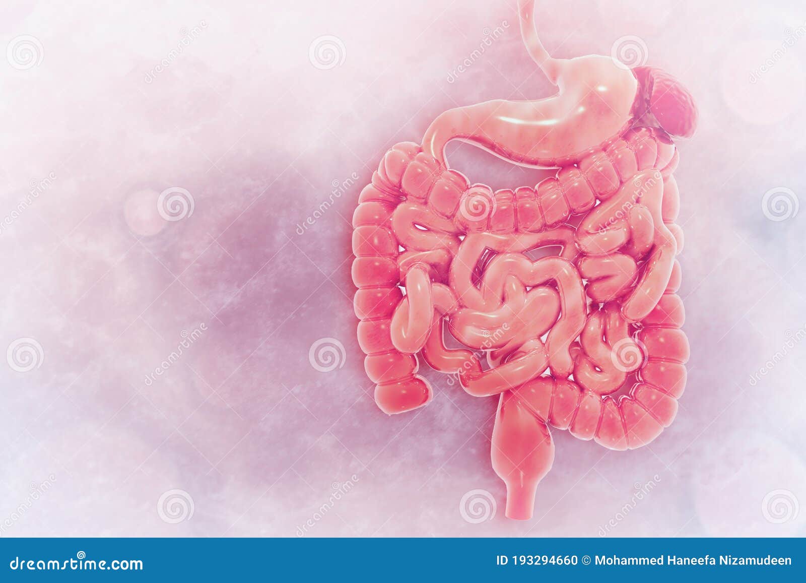 Human Digestive System on Scientific Background Stock Illustration ...