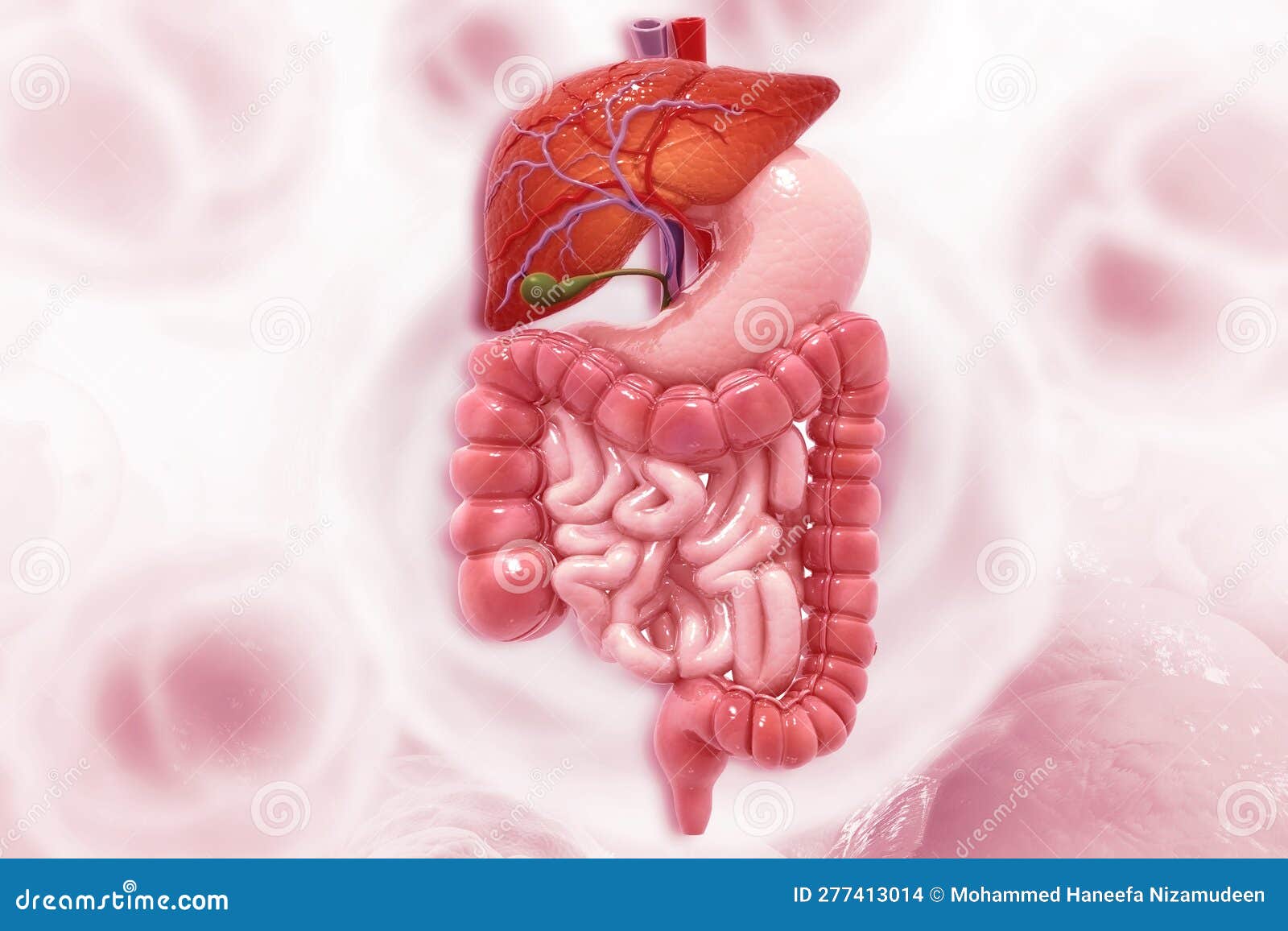 Human Digestive System on Scientific Background Stock Illustration ...