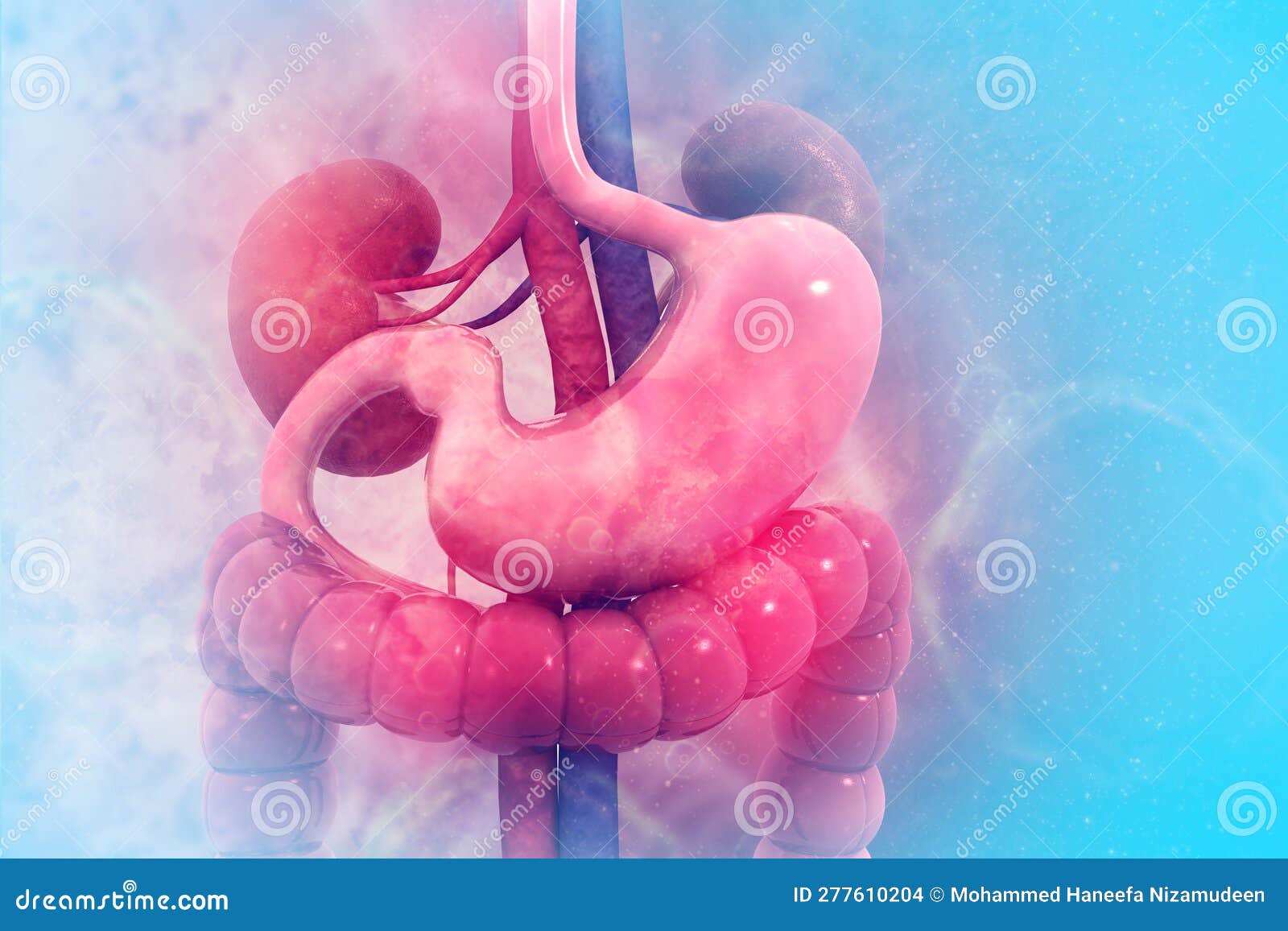 Human Digestive System on Scientific Background Stock Illustration ...