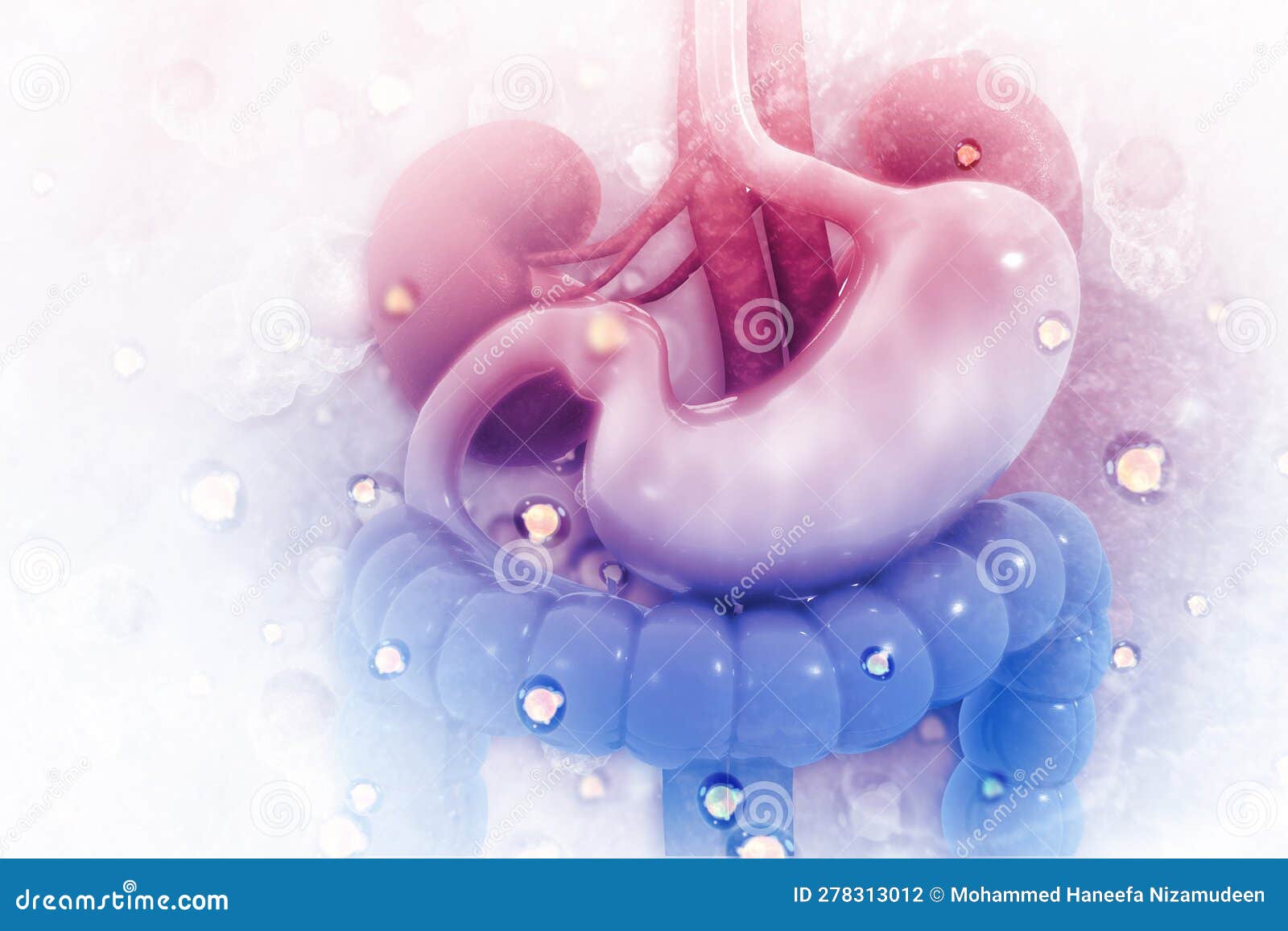 Human Digestive System on Scientific Background Stock Illustration ...