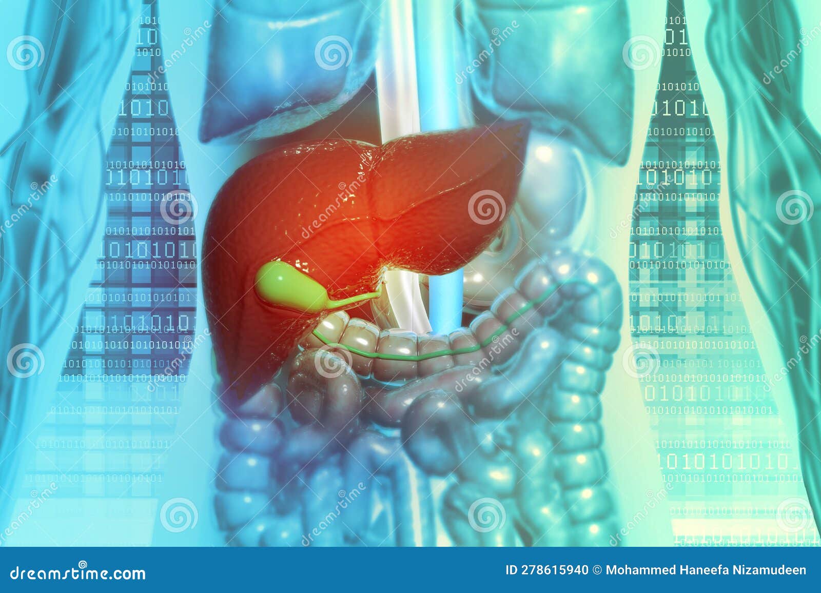 Human Digestive System on Scientific Background Stock Illustration ...