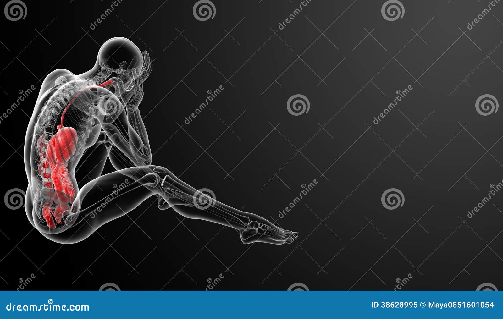 Human digestive system stock illustration. Illustration of cramp - 38628995
