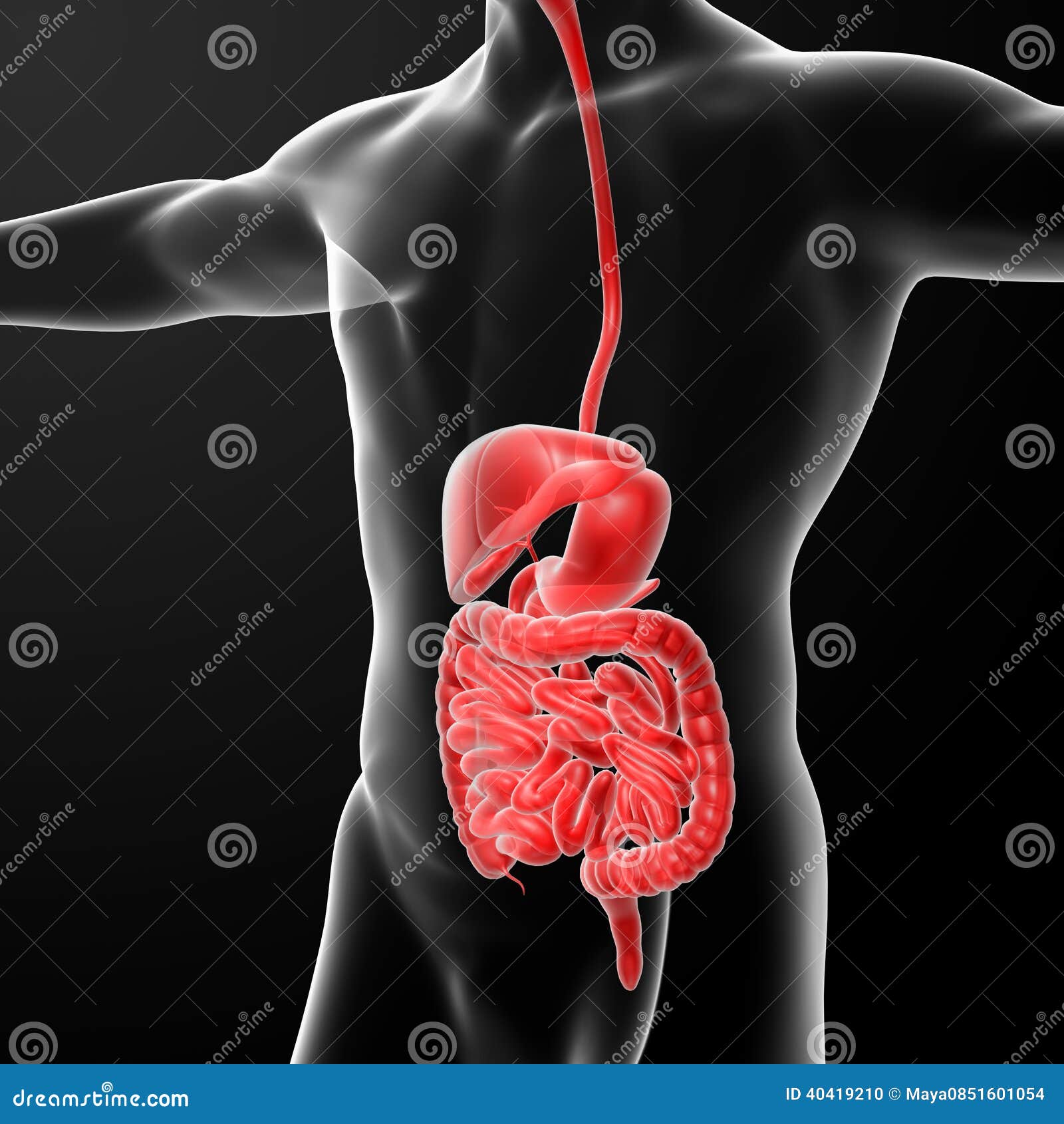 The Human Digestive System Stock Illustration - Image: 40419210