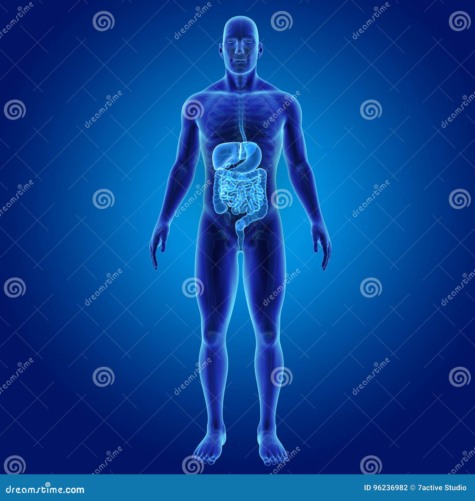 Human Digestive System with Skeleton Anterior View Stock Illustration ...