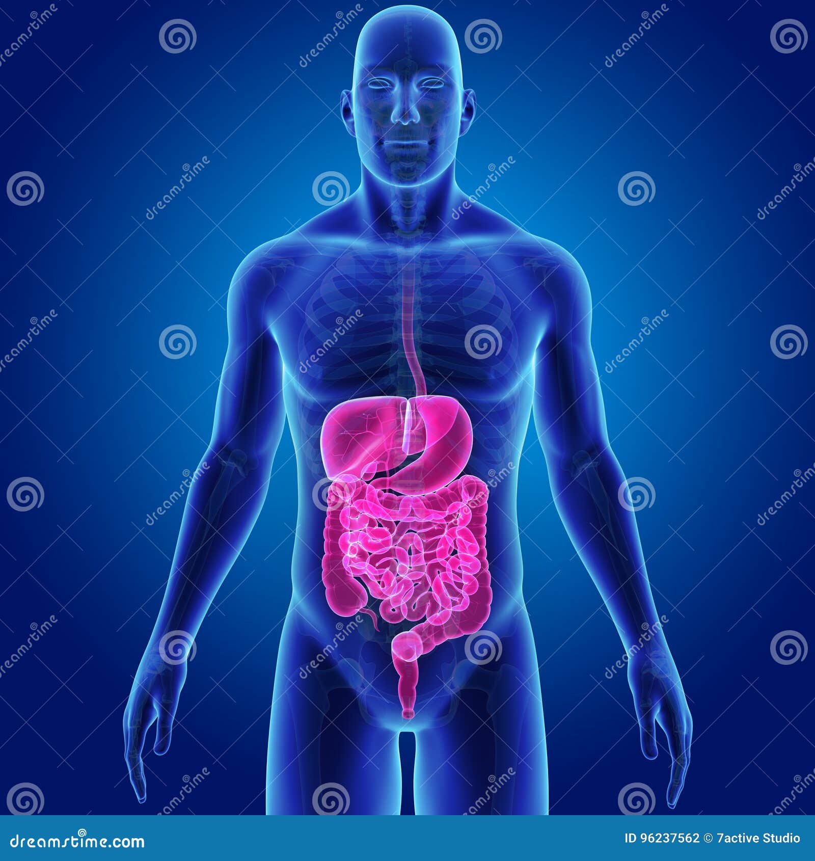 Human Digestive System with Skeleton Anterior View Stock Illustration ...