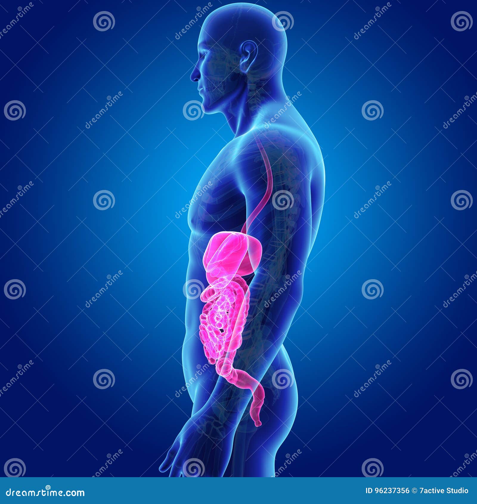Human Digestive System with Skeleton Lateral View Stock Illustration ...