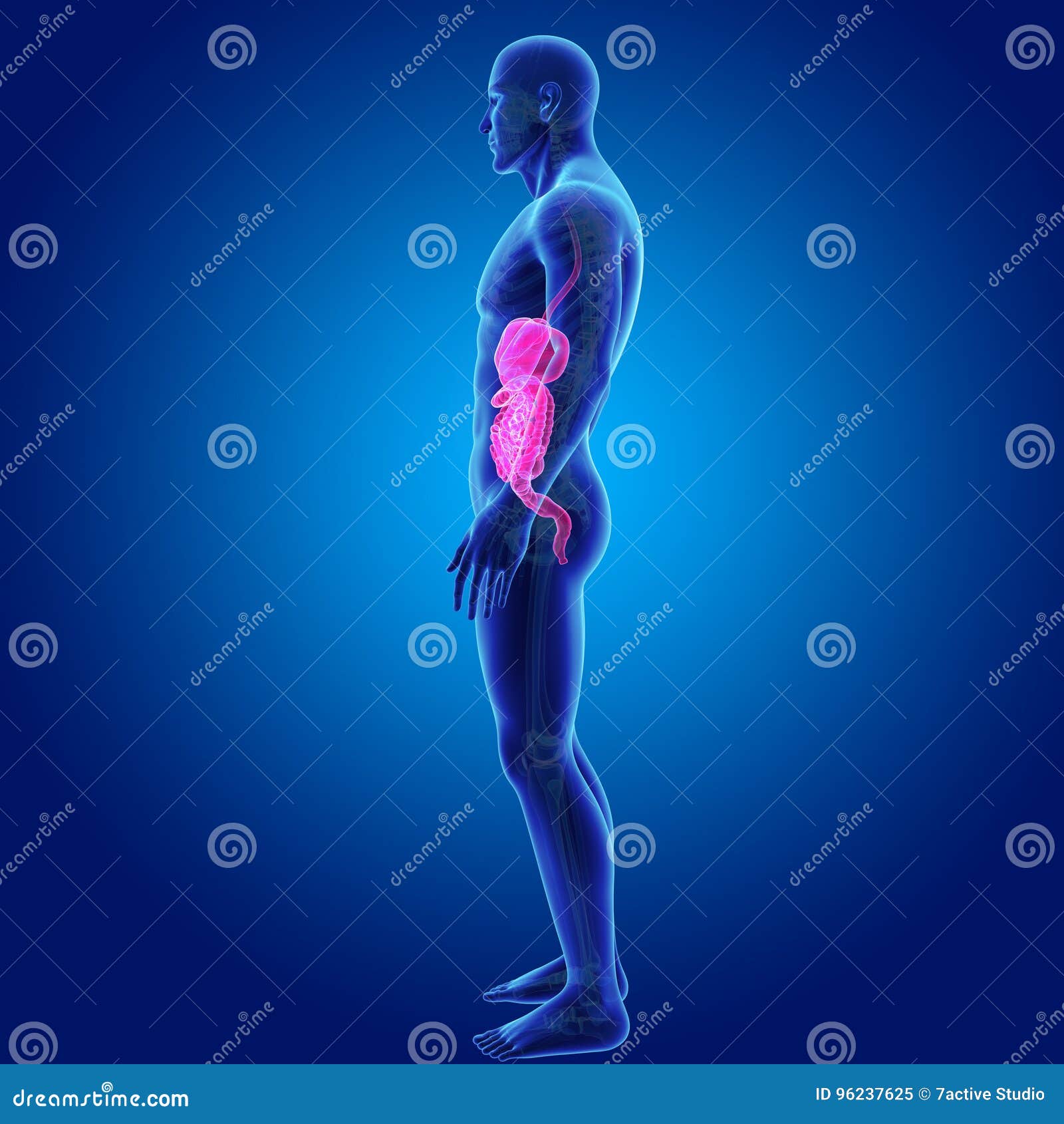 Human Digestive System with Skeleton Lateral View Stock Illustration ...