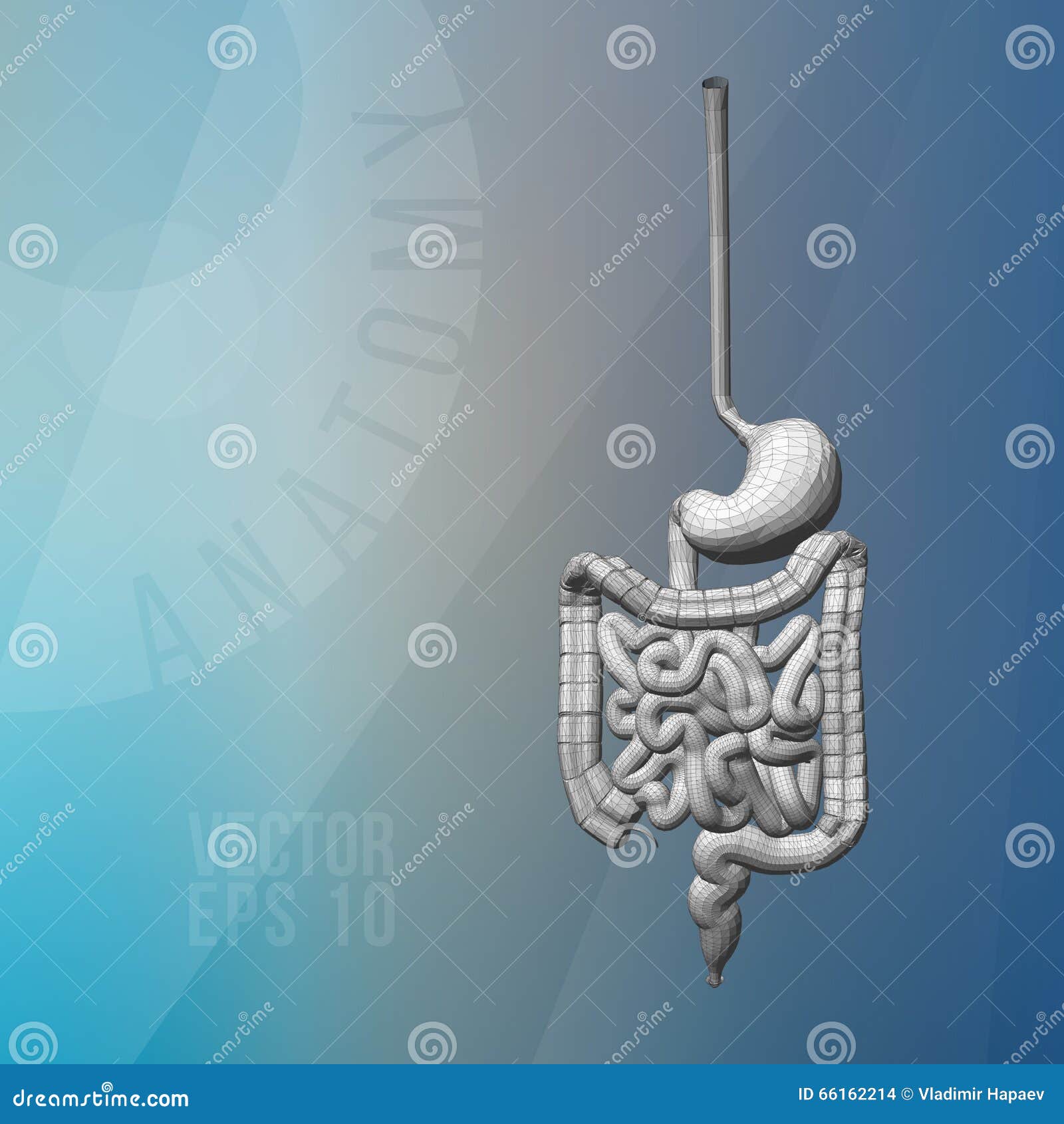 Human Rectum, 3D Model Isolated On Whitre Royalty-Free Stock Photo ...