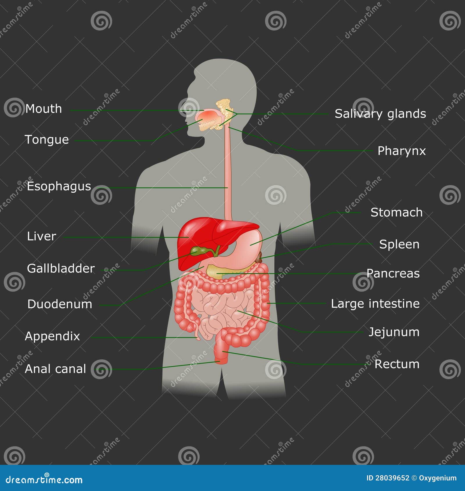 Human Digestive System in Vector Stock Vector - Illustration of rectum ...
