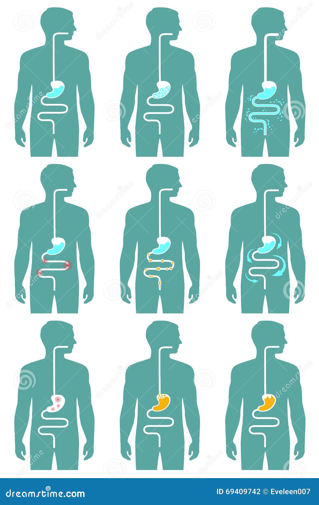 Human digestive system, stock vector. Illustration of intestine - 69409742