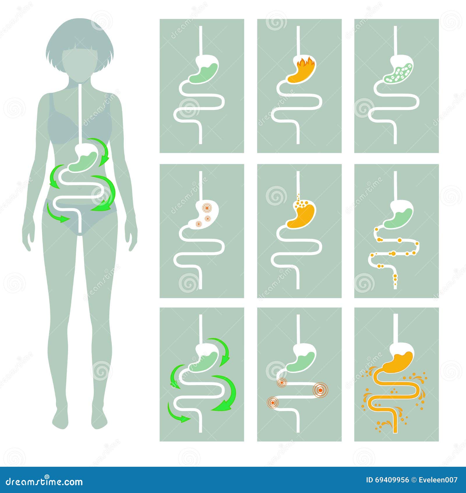Human digestive system, stock vector. Illustration of design - 69409956